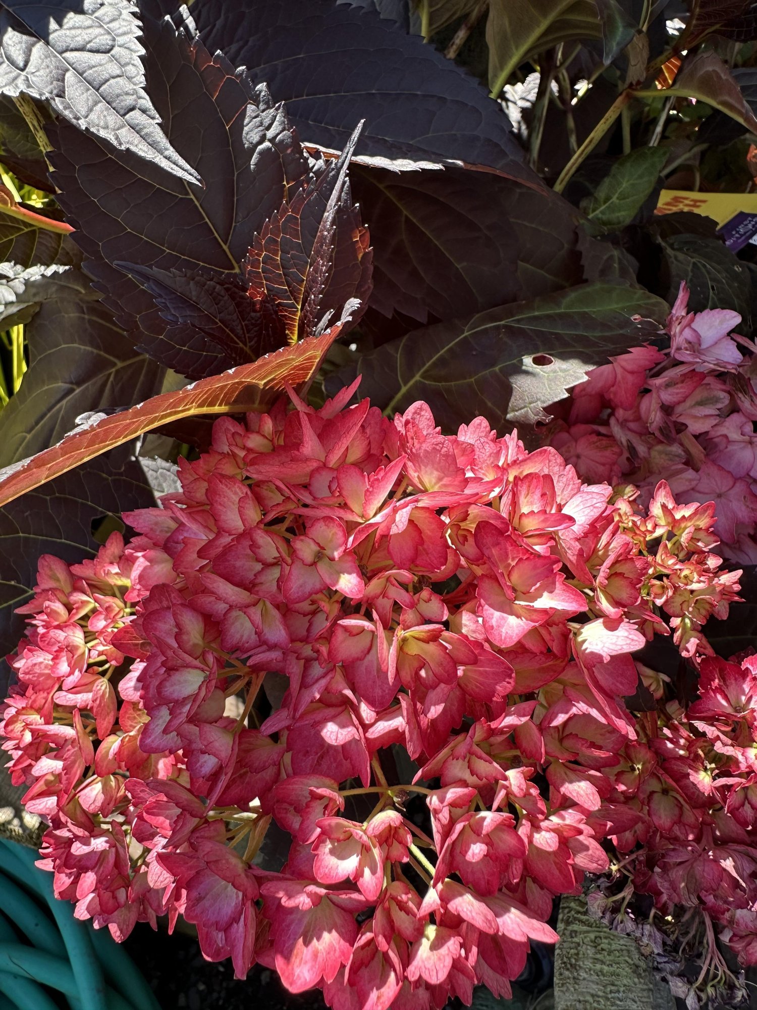 Let's Dance Hydrangeas — Sunnyside Nursery