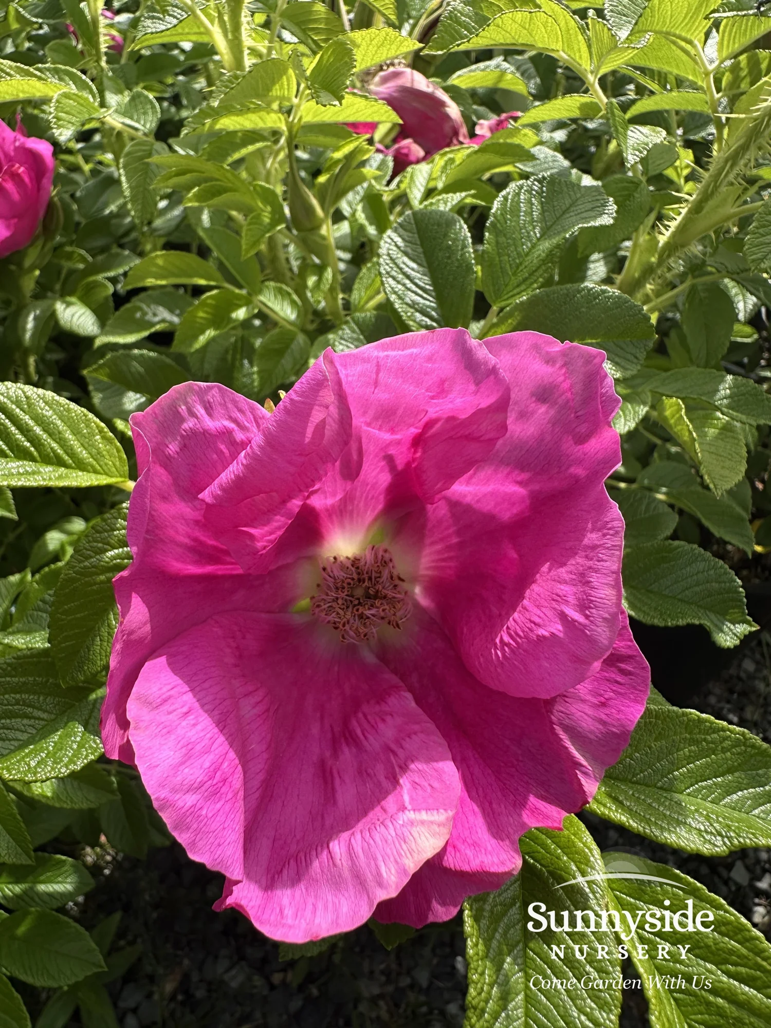 Rugosa Roses — Sunnyside Nursery
