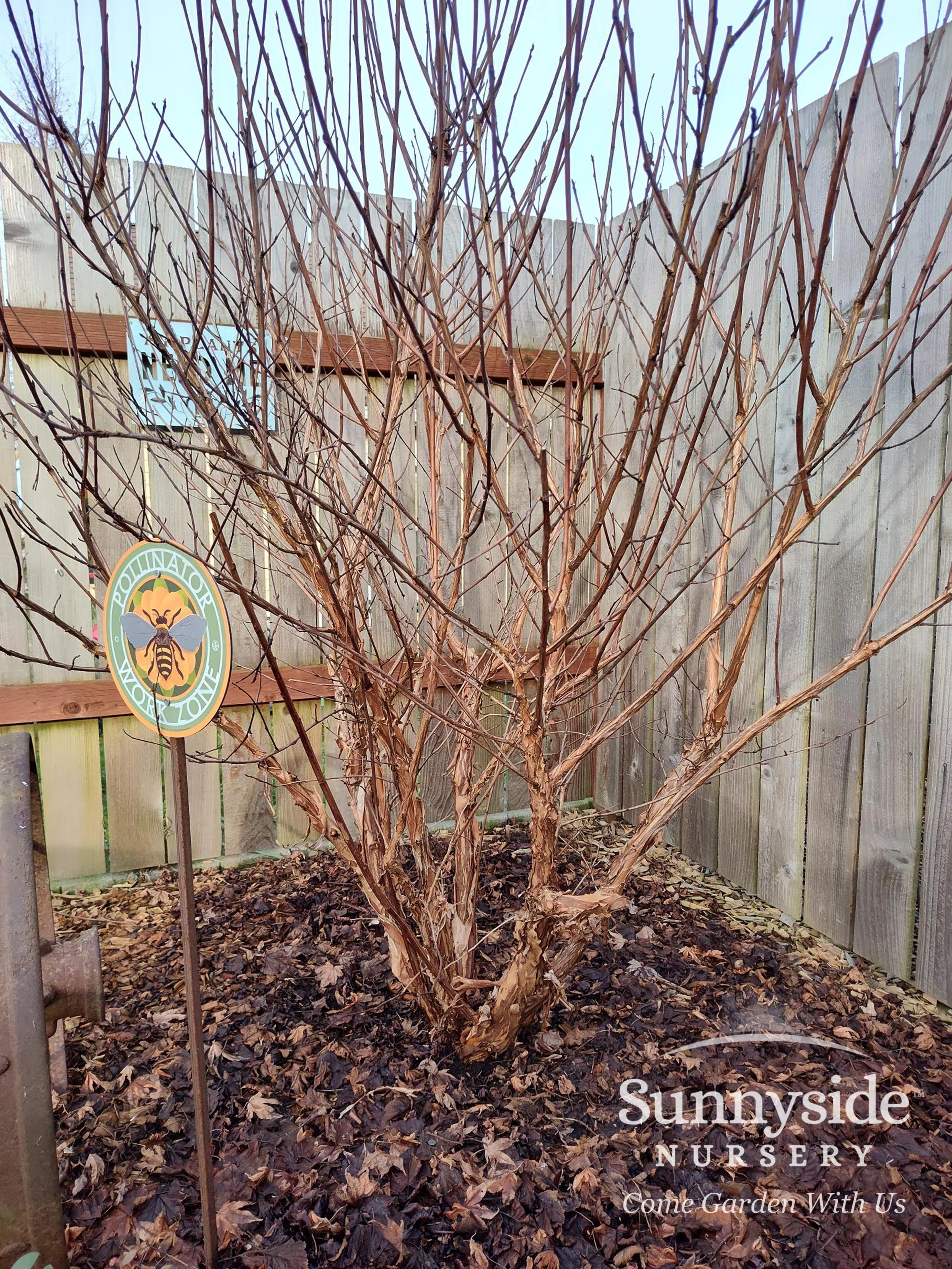 The Good, the Bad and the Ugly – Proper Pruning in Winter Part Two ...