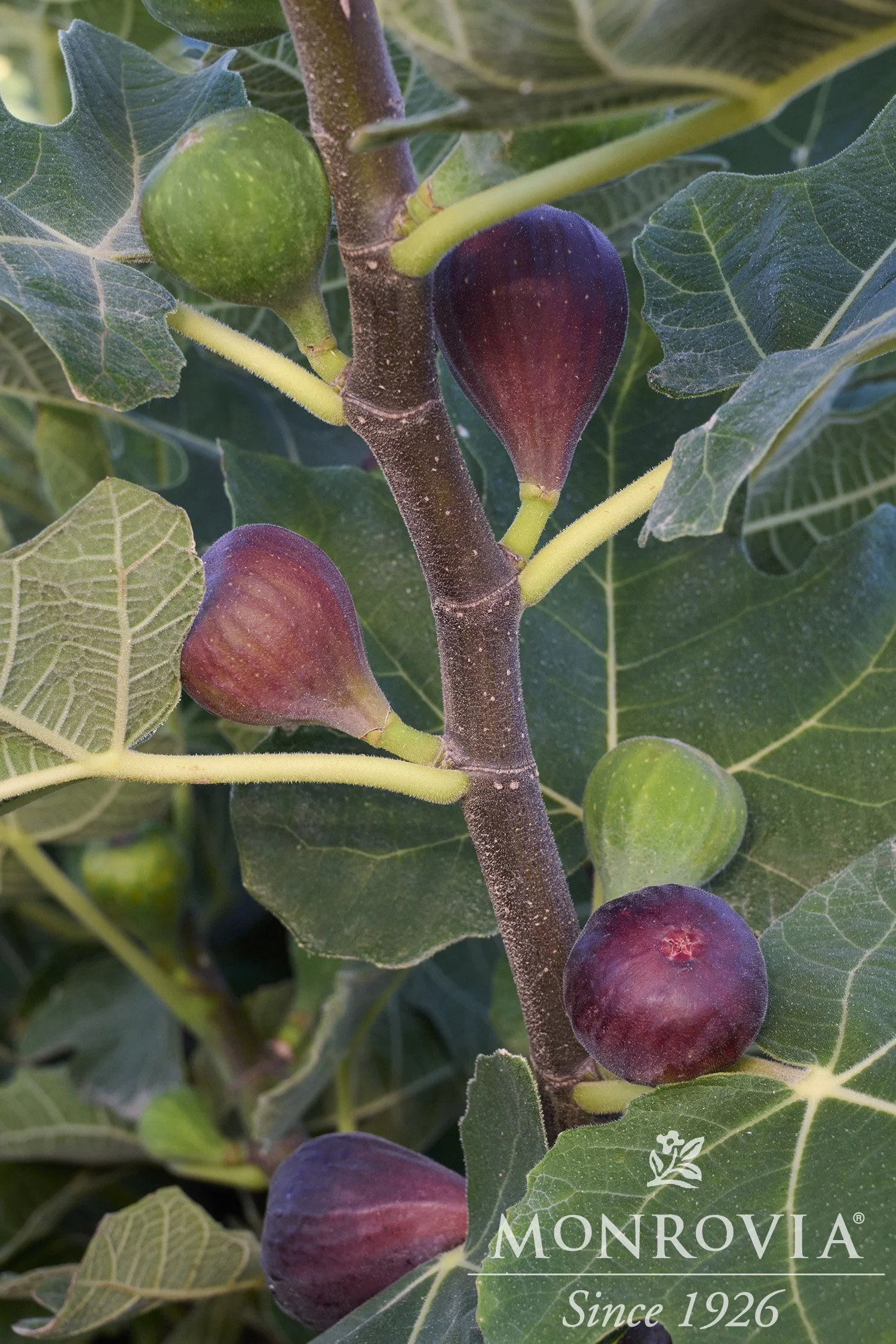 Fig Trees — Sunnyside Nursery