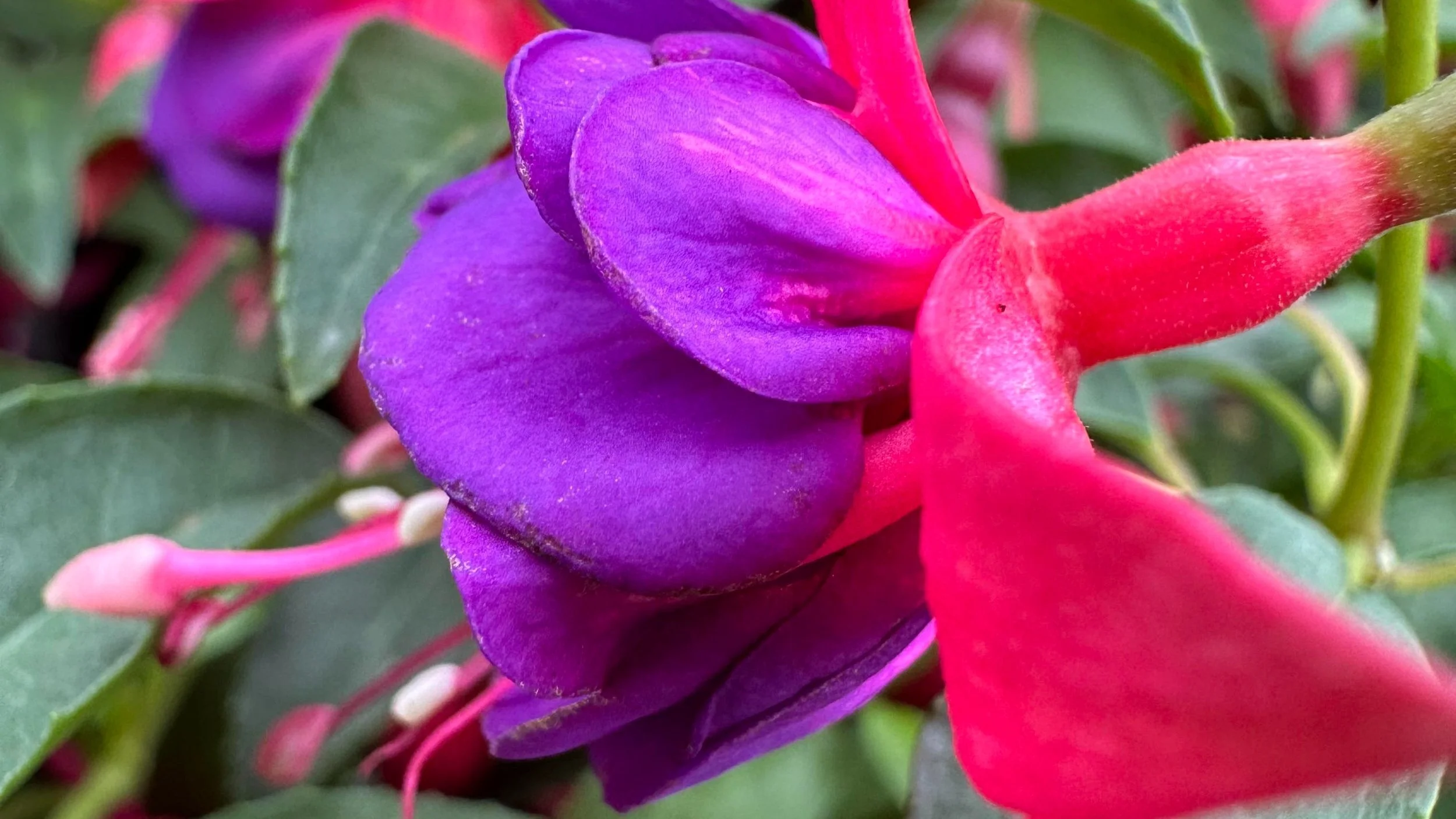 Healthy Hardy Fuchsias — Sunnyside Nursery