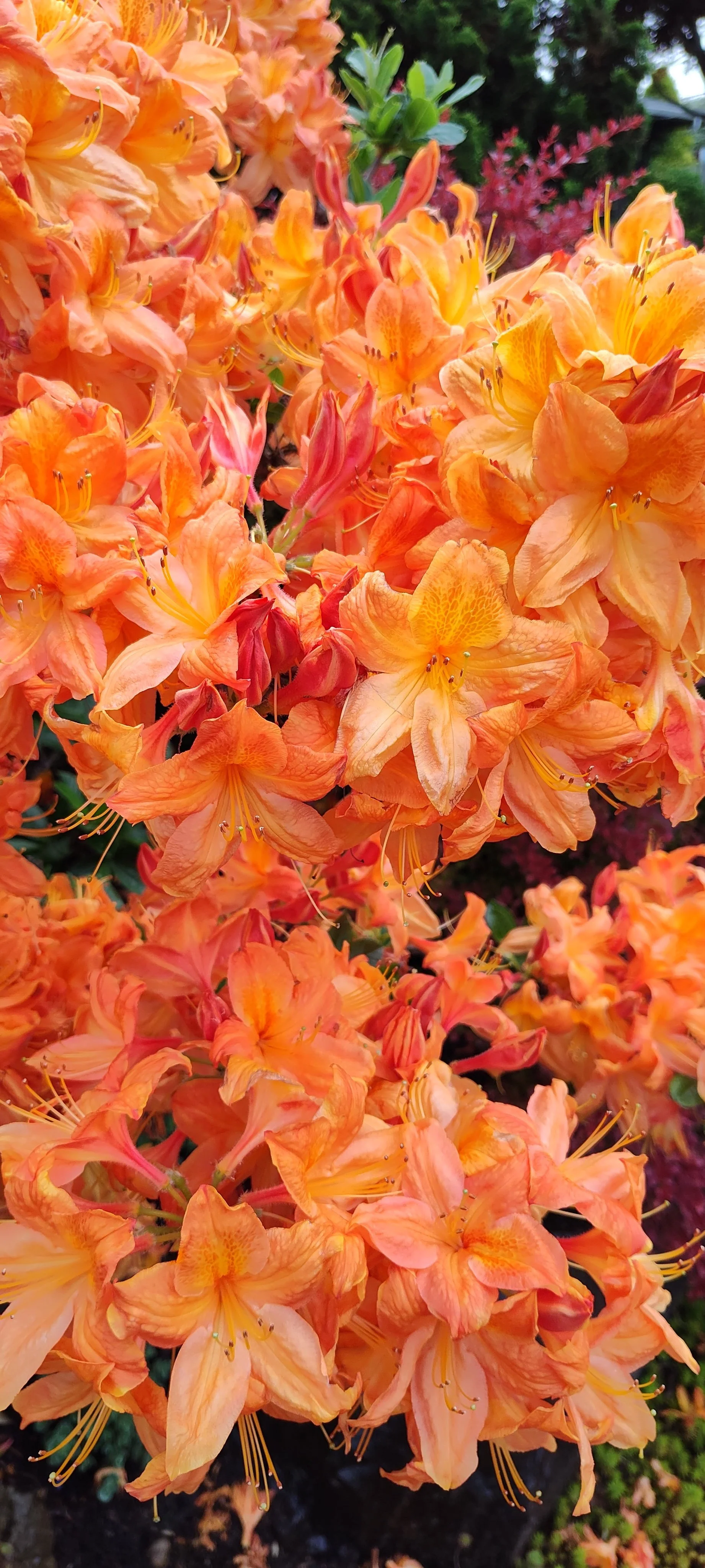 Dazzling Deciduous Azaleas — Sunnyside Nursery