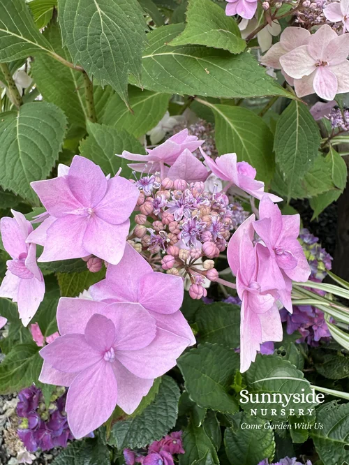 Let's Dance Hydrangeas — Sunnyside Nursery