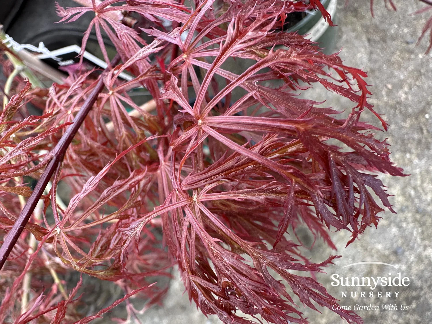 Lace-Leaf Japanese Maples — Sunnyside Nursery