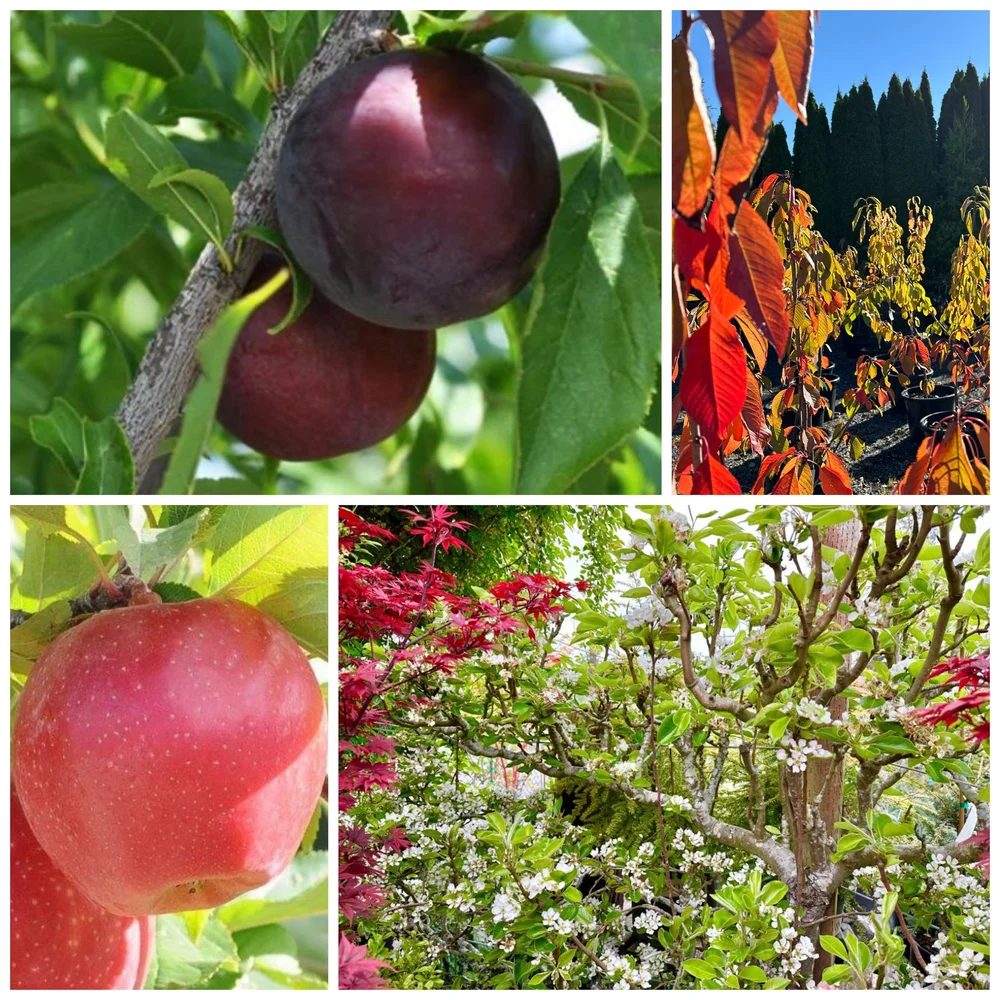 Sales — Sunnyside Nursery