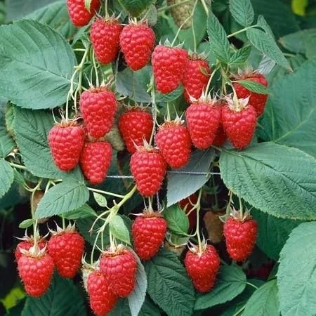 Raspberries — Sunnyside Nursery