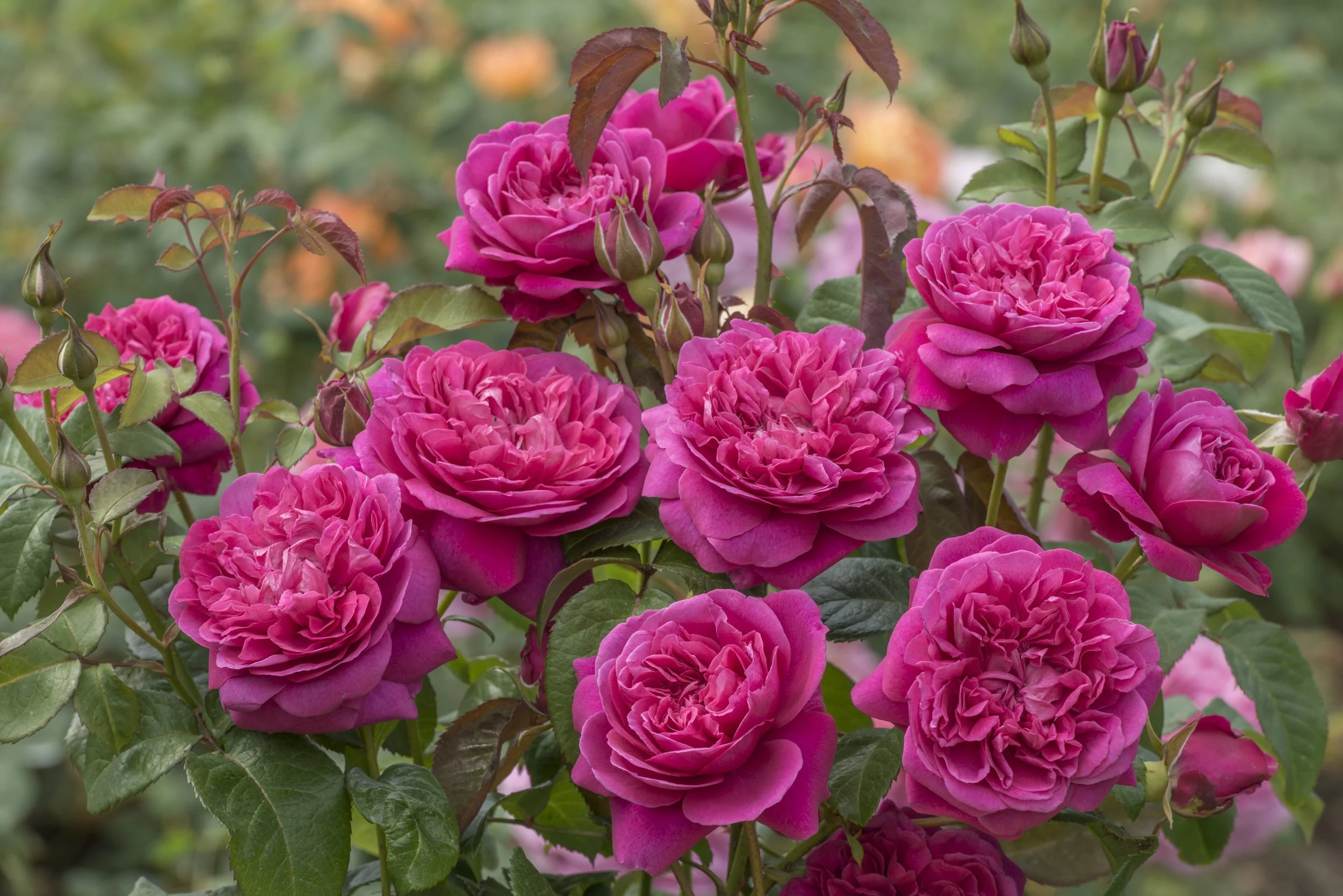 David Austin English Roses — Sunnyside Nursery