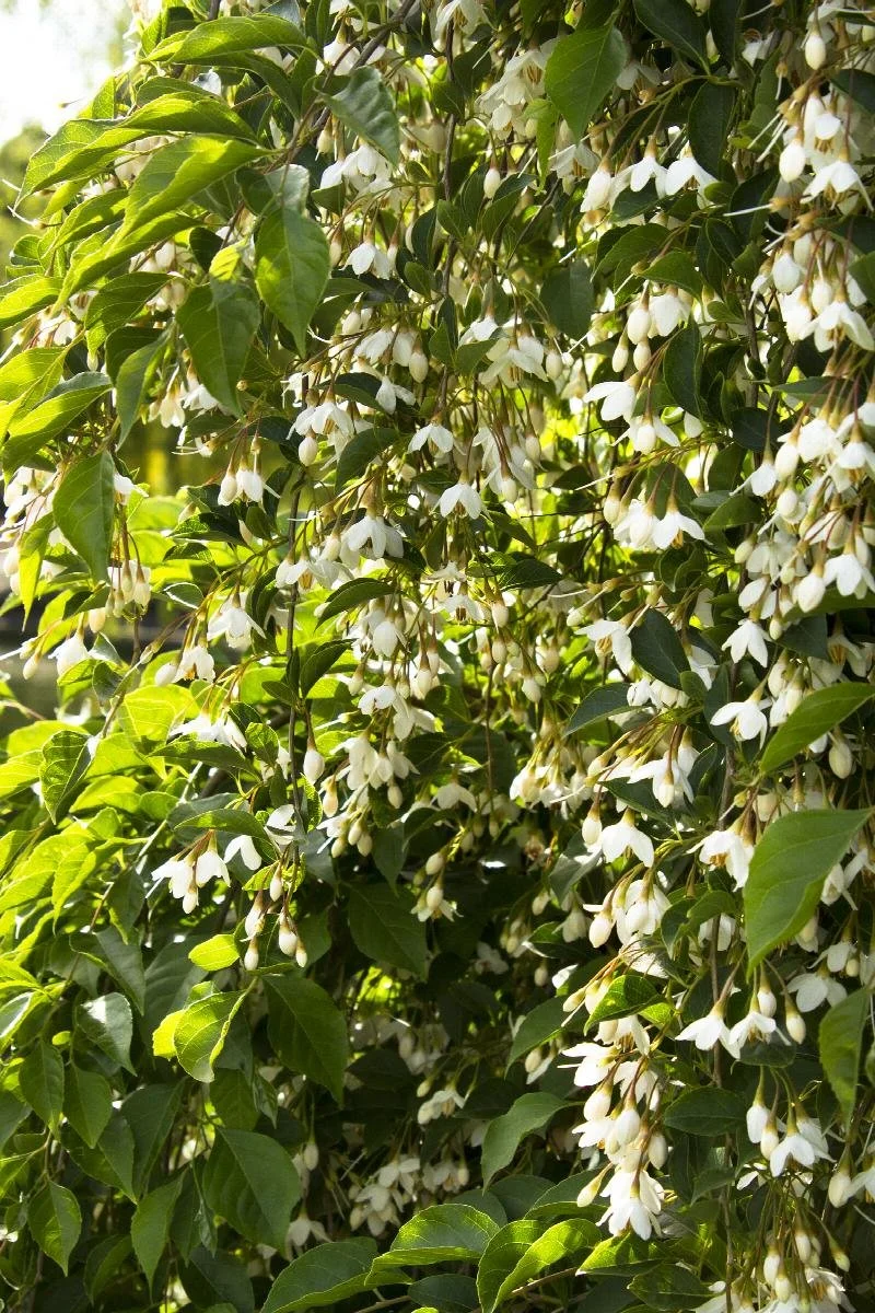 Japanese Snowbell Trees — Sunnyside Nursery