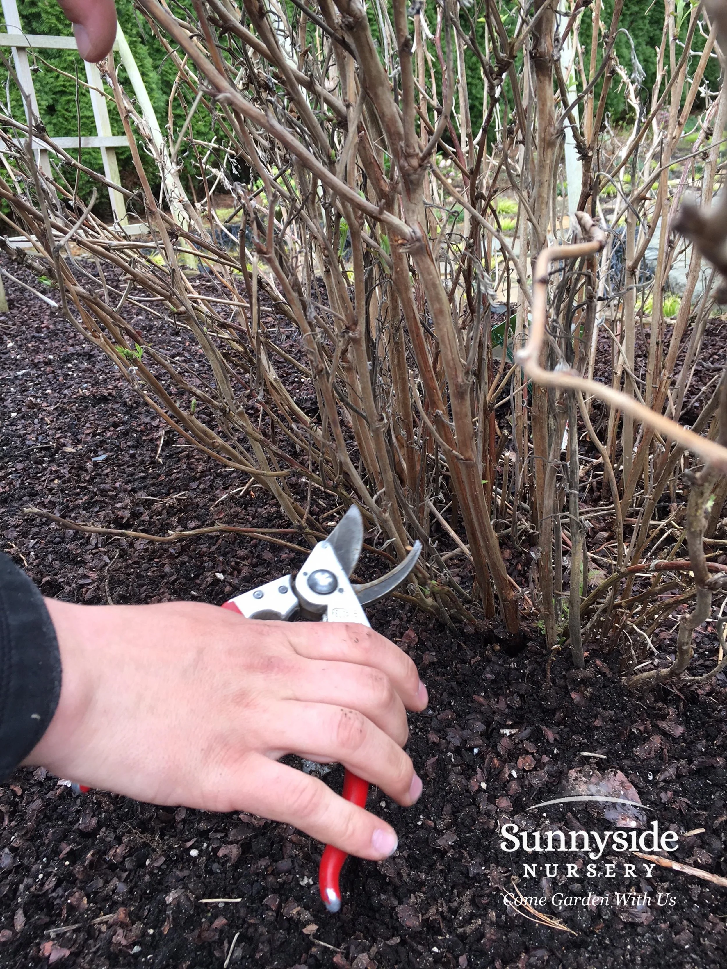 The Good, the Bad and the Ugly – Proper Pruning in Winter Part One ...