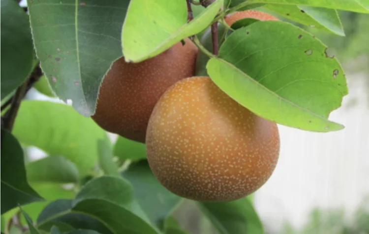 Pear Trees — Sunnyside Nursery