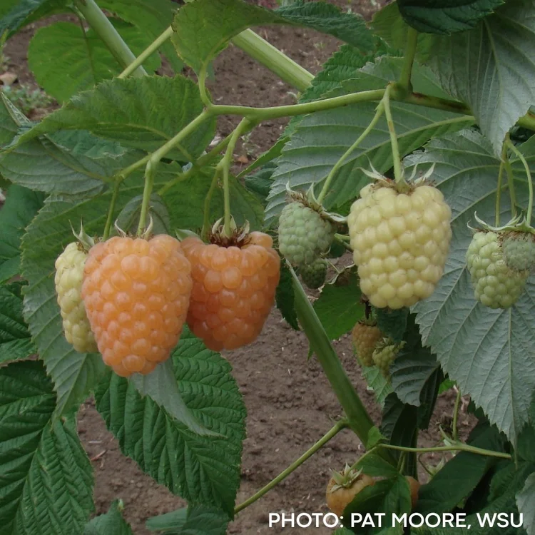 Raspberries — Sunnyside Nursery
