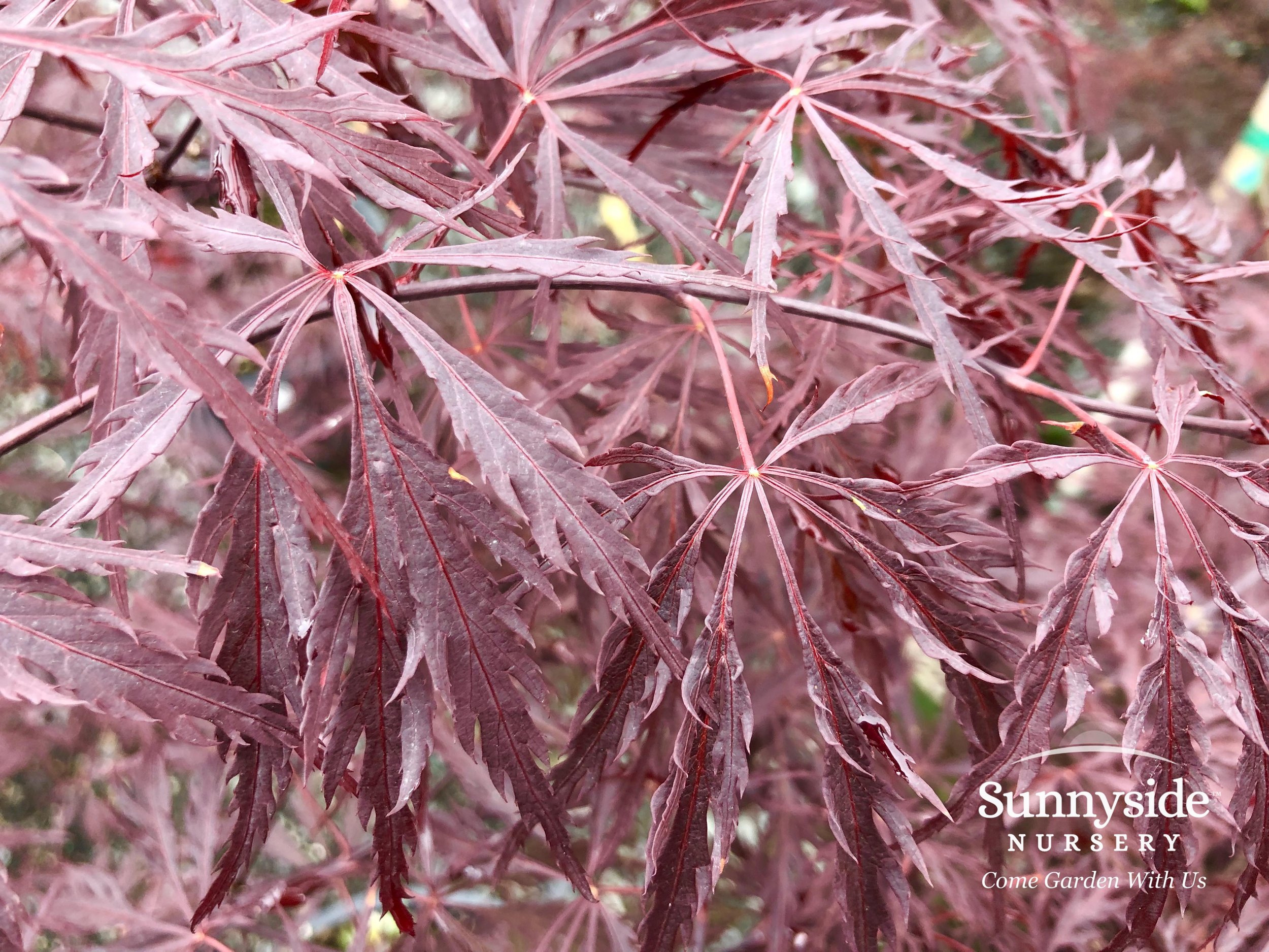 Lace-Leaf Japanese Maples — Sunnyside Nursery