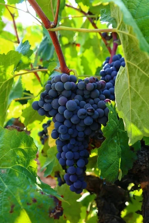 Grapes — Sunnyside Nursery
