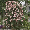 Climbing Roses — Sunnyside Nursery