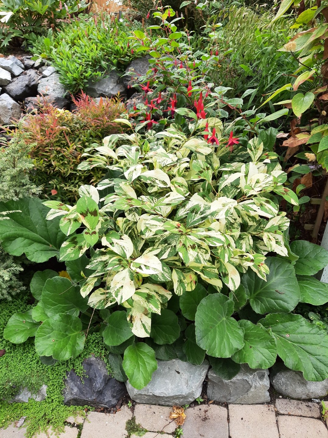 Fleece Flowers - long blooming and easy to grow perennials — Sunnyside ...