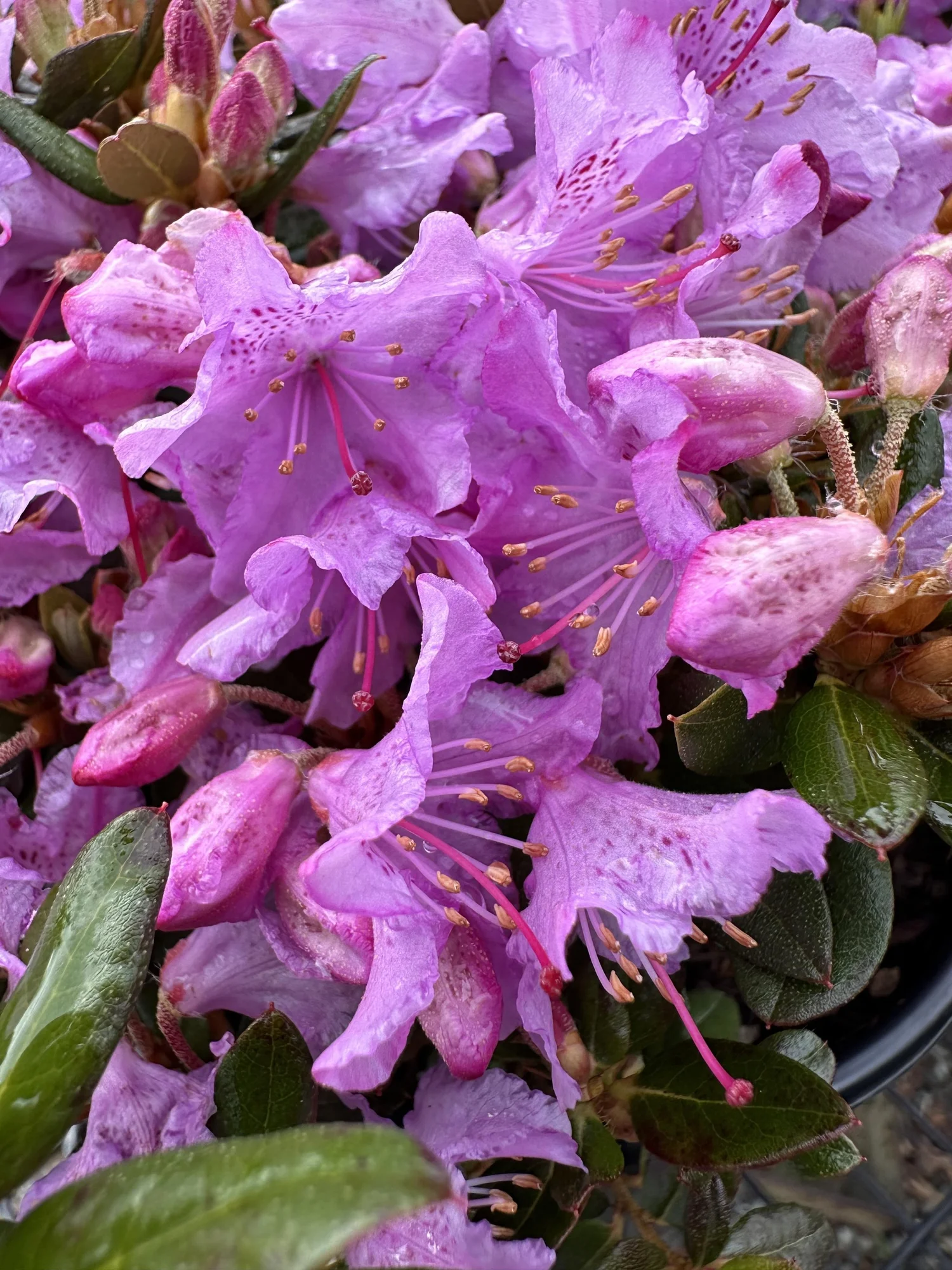 Blue & Purple Rhododendrons — Sunnyside Nursery