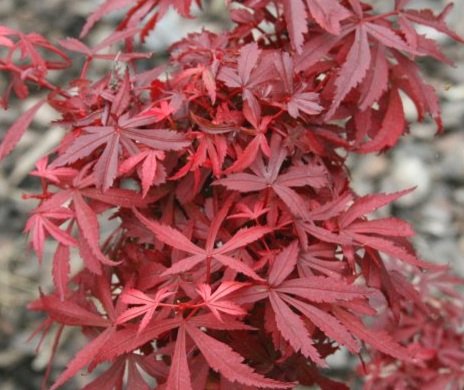 Japanese Maples Under 10 Feet A-M — Sunnyside Nursery