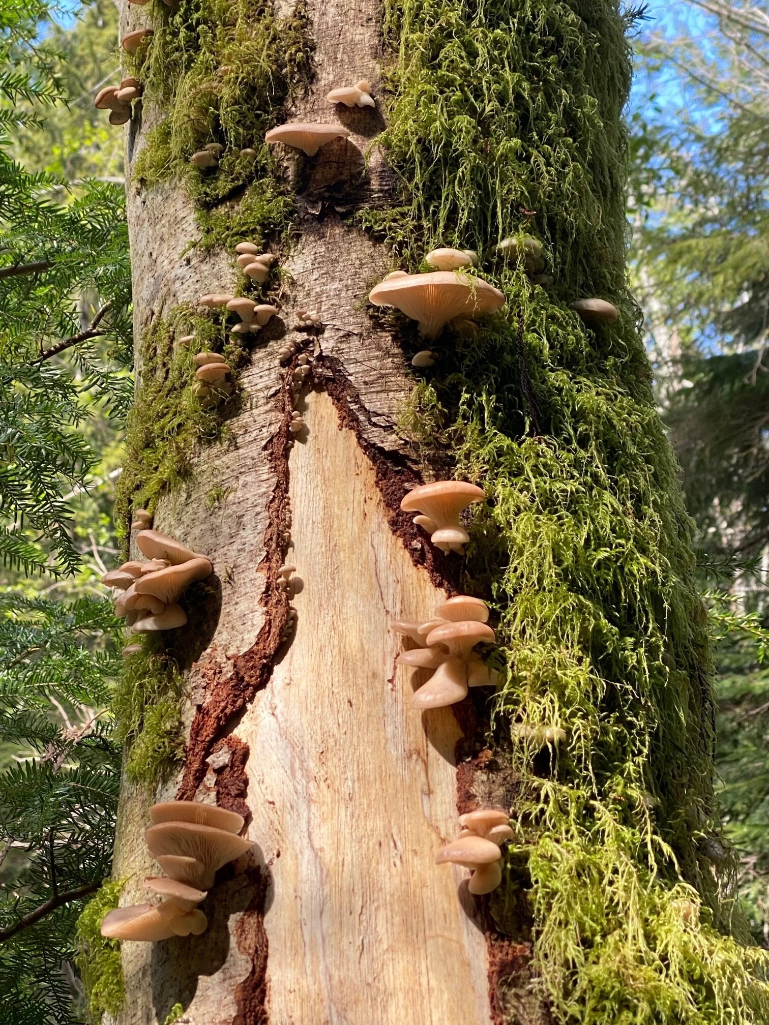 Oyster (Pleurotus ostreatus-pulmonarius, Pleurotus populinus) mushrooms ...