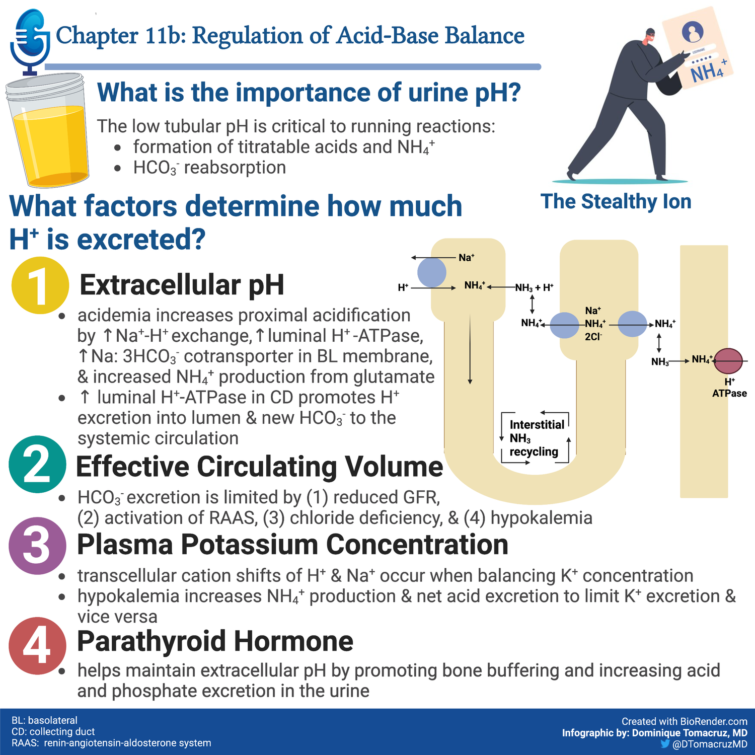 Chapter Eleven, part 2: Regulation of Acid-Base Balance — Channel Your Enthusiasm