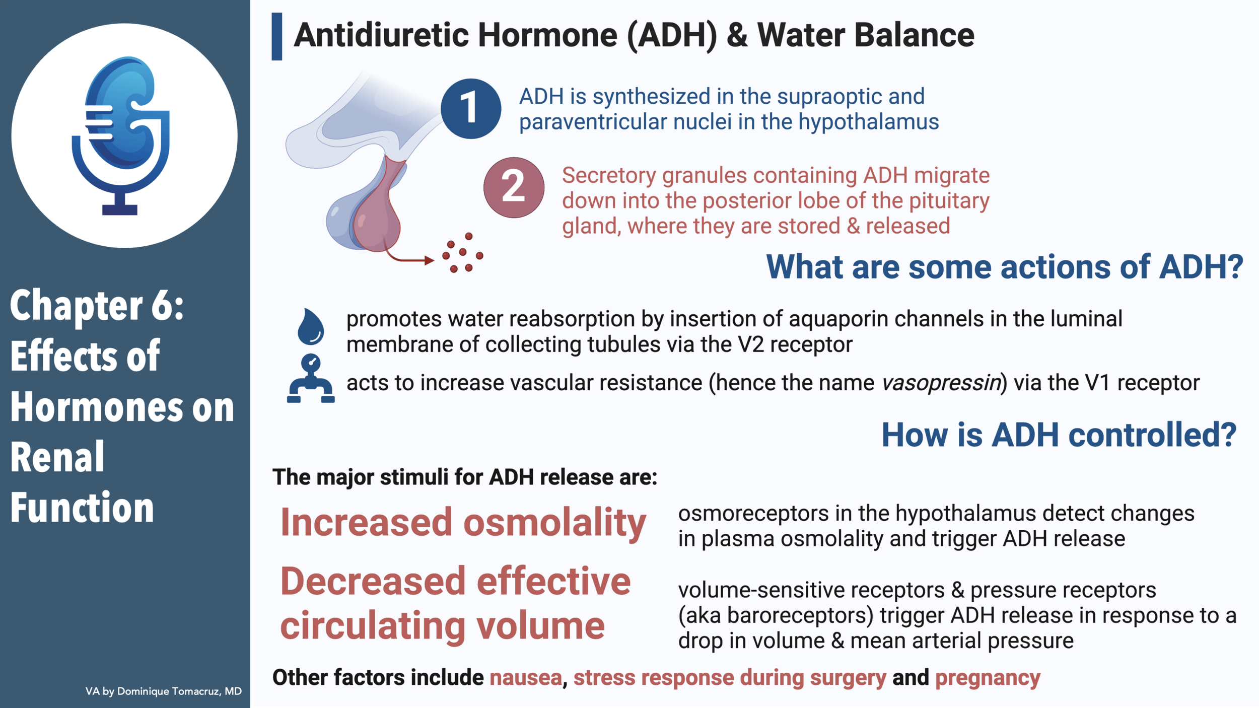 Chapter Six Effects Of Hormones On Renal Function Channel Your Chapter Six Effects Of Hormones On Renal Function Channel Your