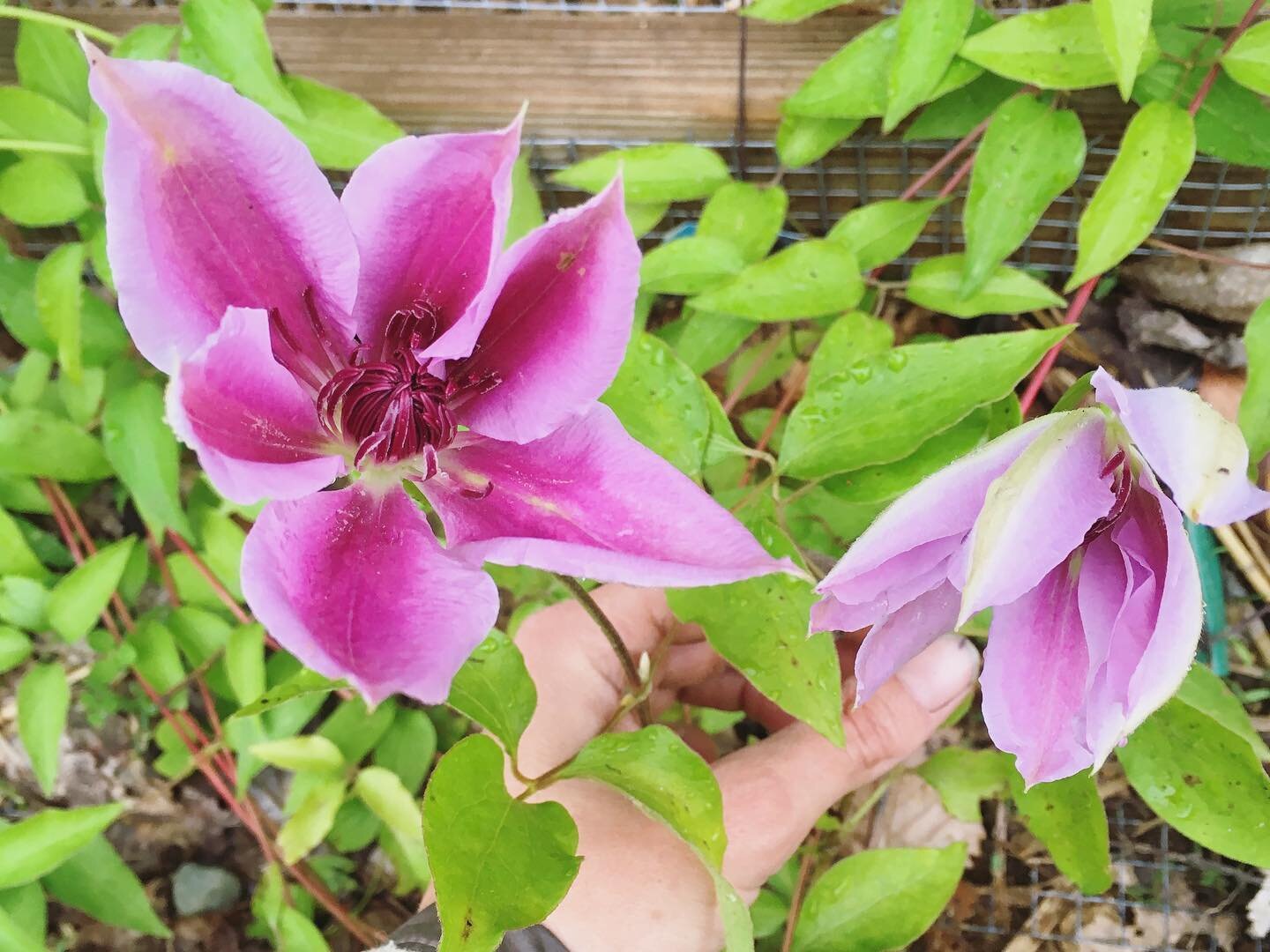 Tanglebloom | Vermont Florist and Flower Farm