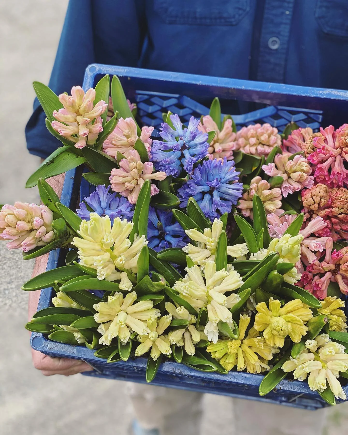 Tanglebloom | Vermont Florist and Flower Farm