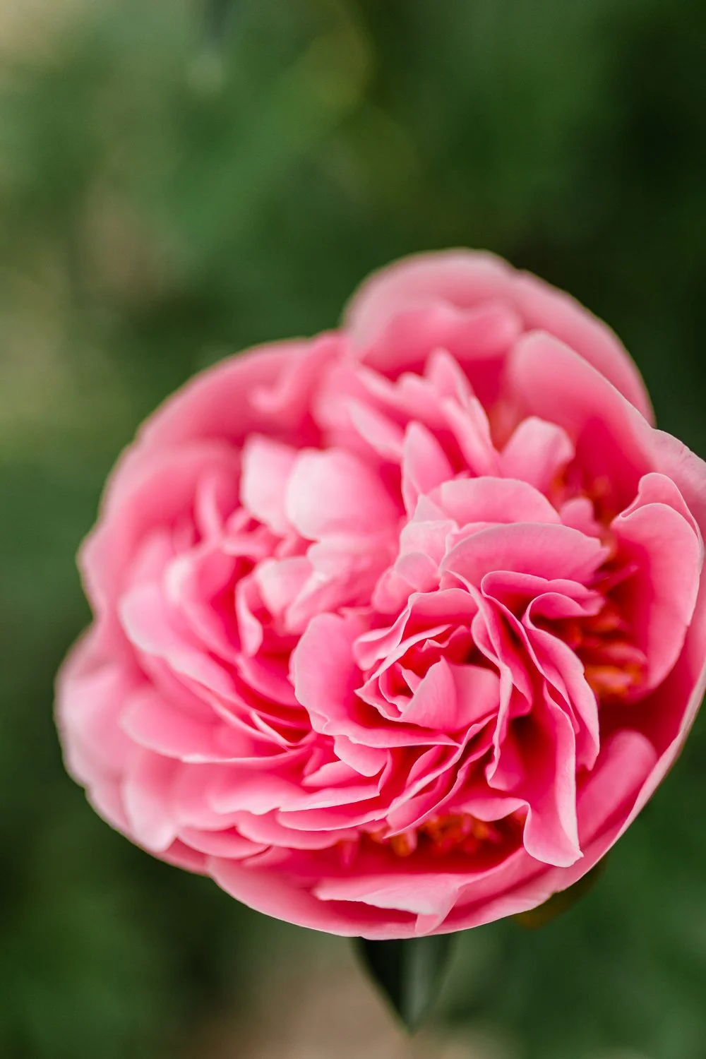 Grow Peonies for Profit on your Flower Farm — TANGLEBLOOM