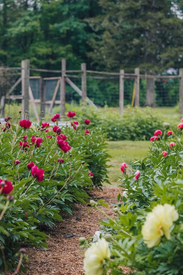 Herbaceous, Tree, and Itoh Peonies: Key Differences Explained — TANGLEBLOOM