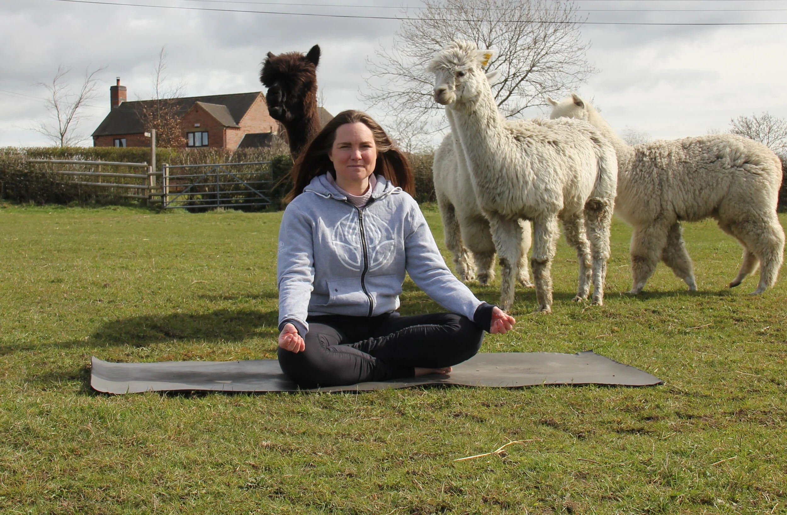 Adorable Alpacas lead the way in new 'tranquil' yoga craze at ...