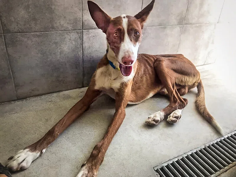 ROCO - Podenco disponible — Galgos del Sol