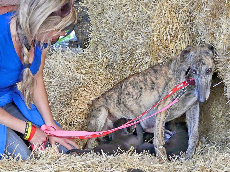 What is a Galgo — Galgos del Sol