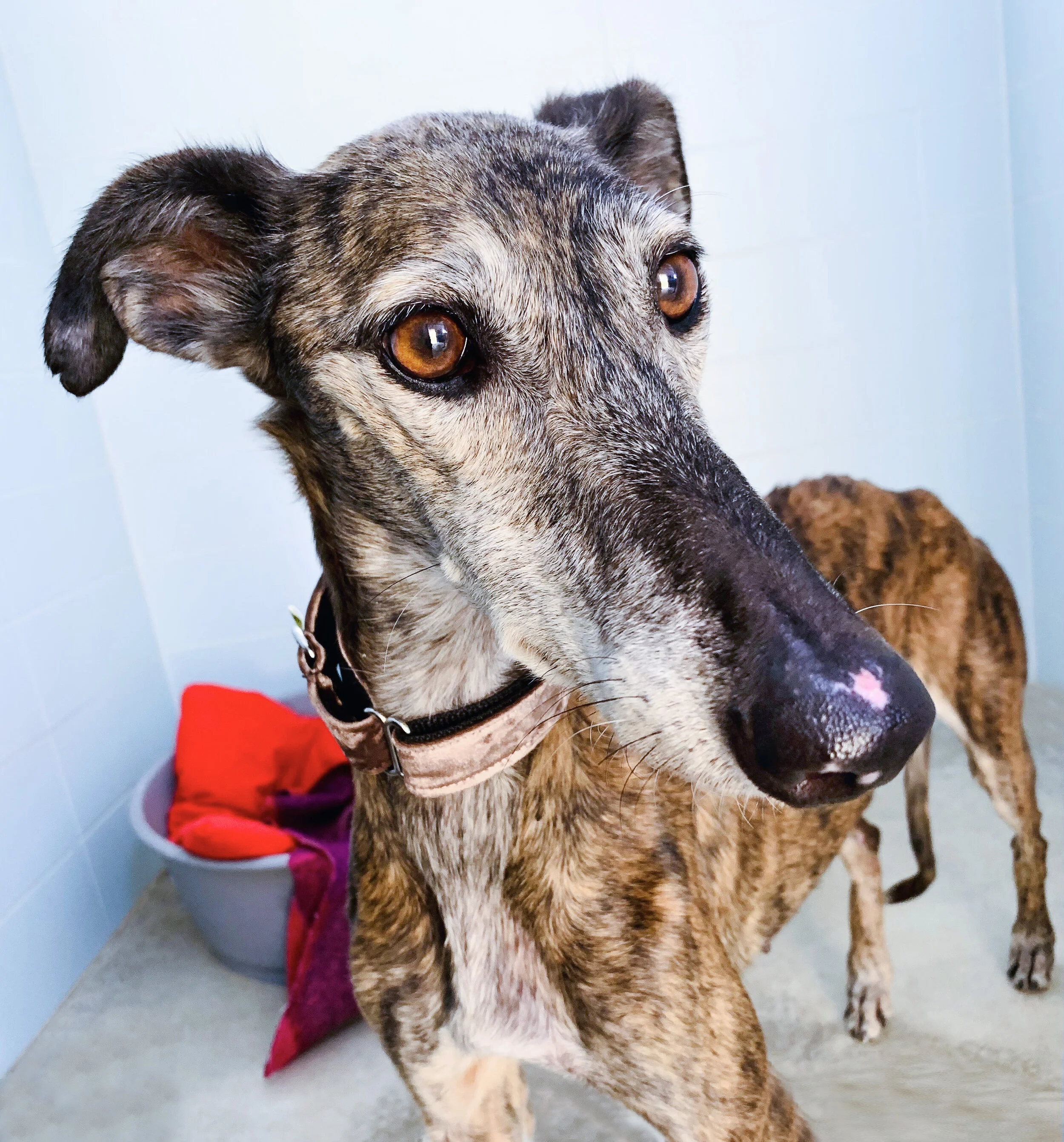 Kira - Available Galgo — Galgos del Sol