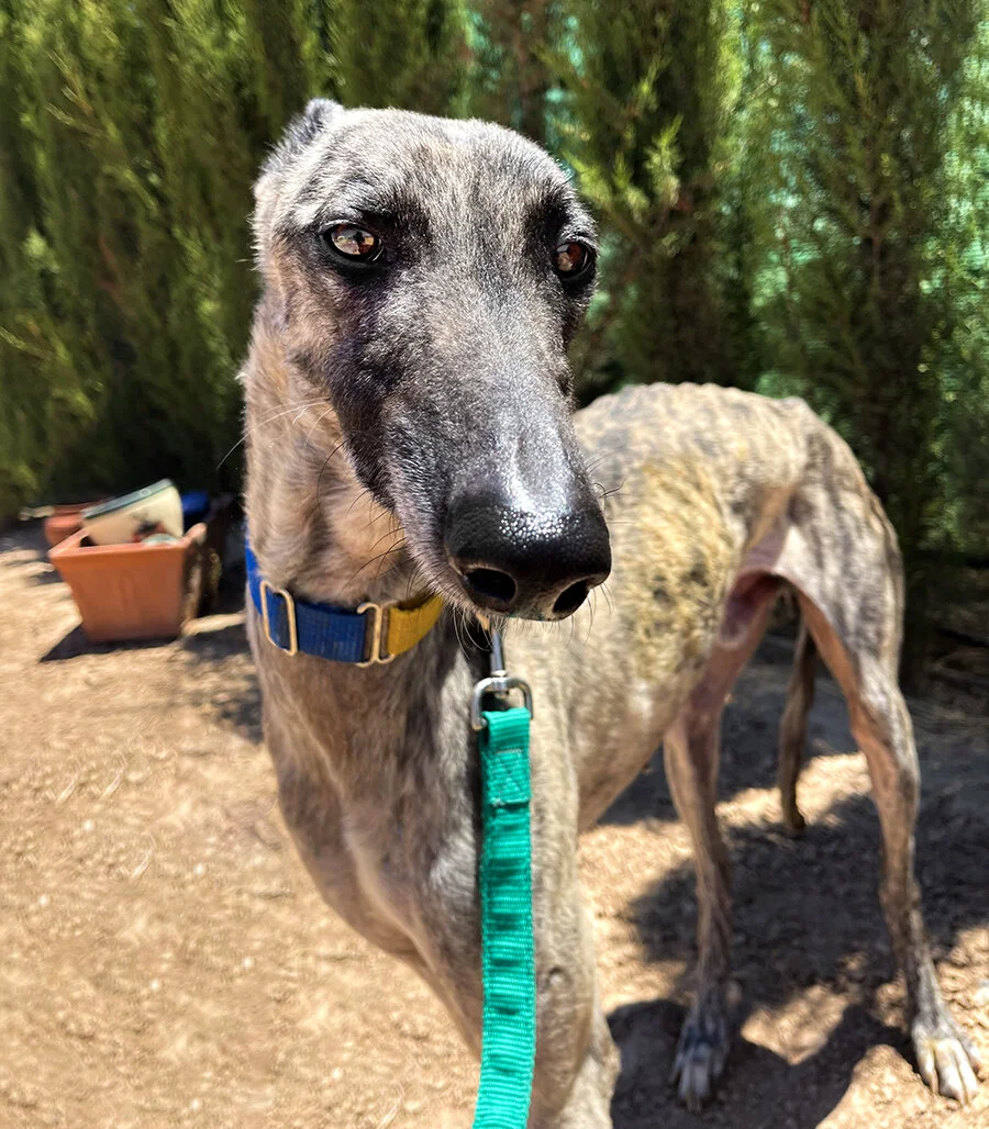Chester - Available Galgo — Galgos del Sol