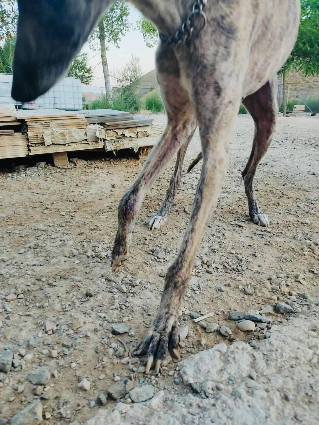 Chester - Available Galgo — Galgos del Sol