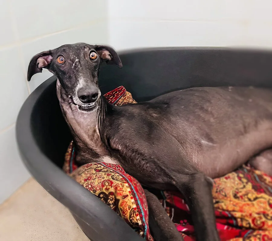 Cova - Available Galgo — Galgos del Sol