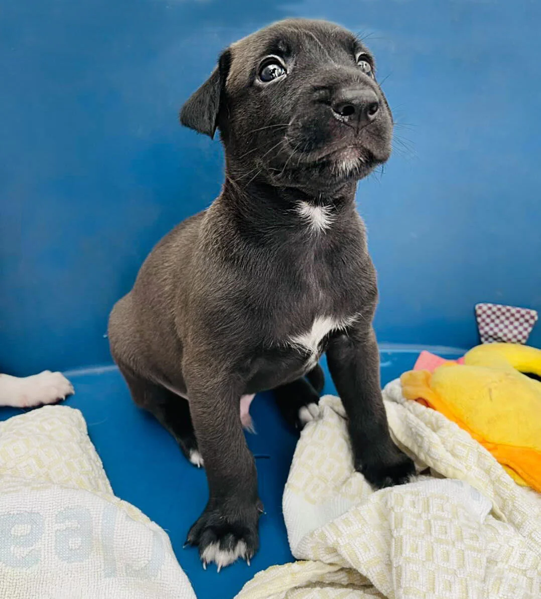 ONYX OF RUBY — Galgos del Sol