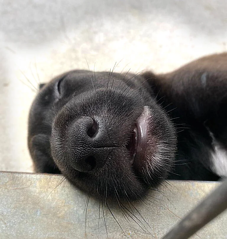 ONYX OF RUBY — Galgos del Sol