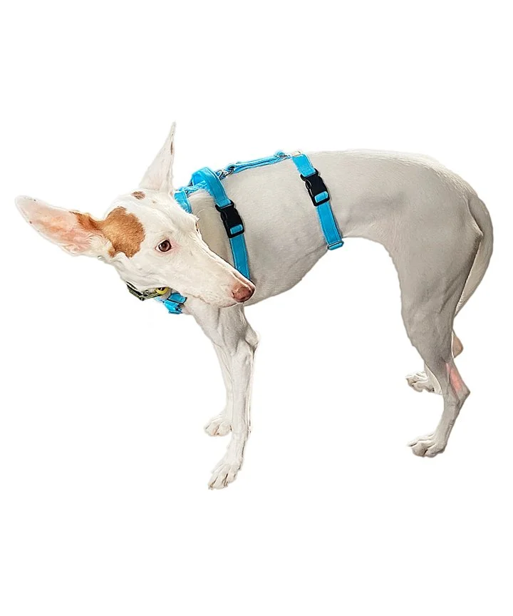 GDS Store — Galgos del Sol