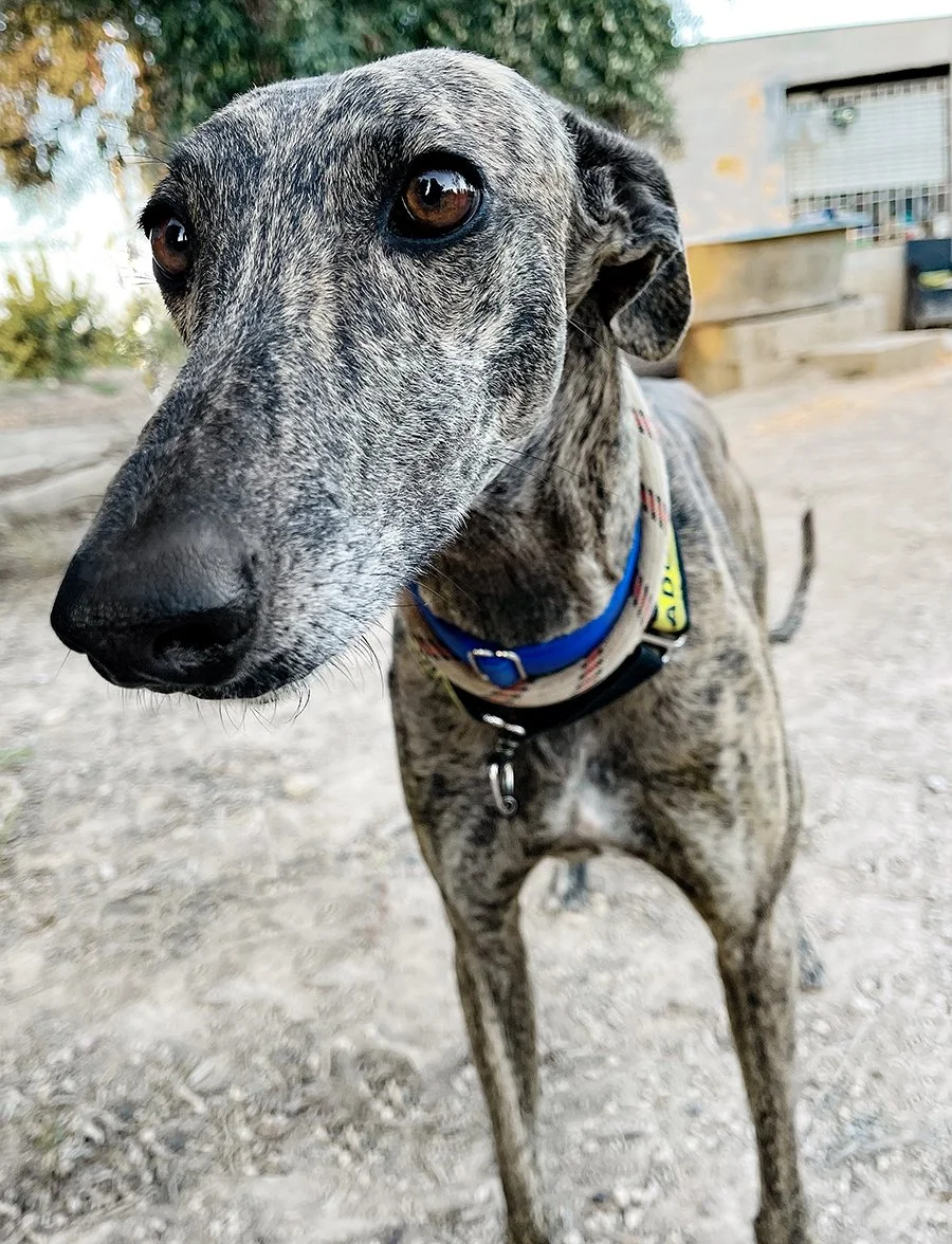 Ponchito - Available Galgo — Galgos del Sol