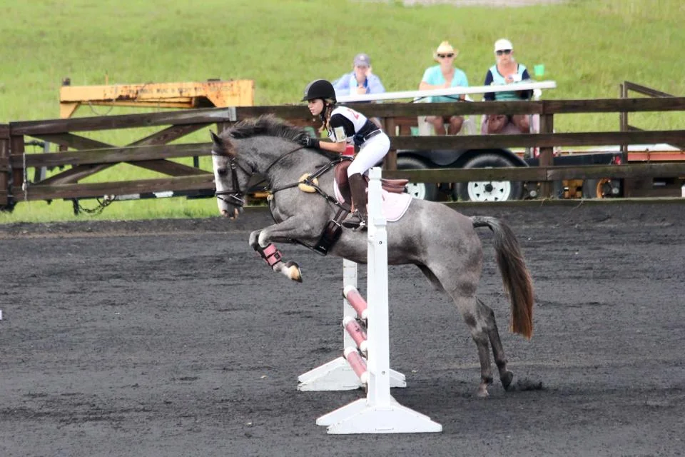 Blue Roan Horse Jumping