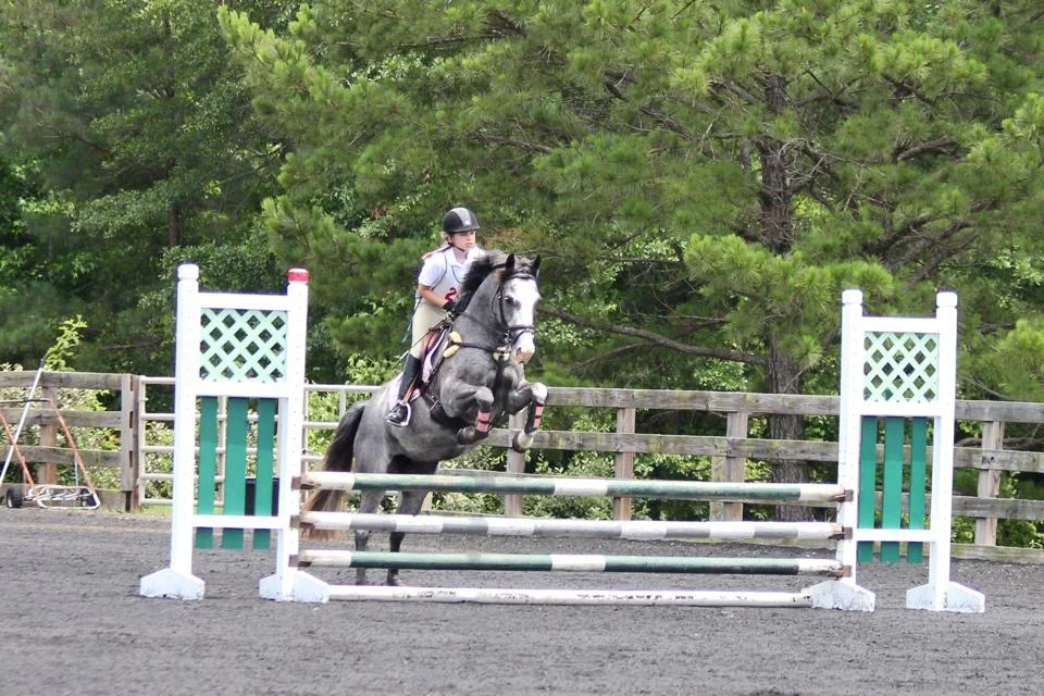 Blue Roan Horse Jumping
