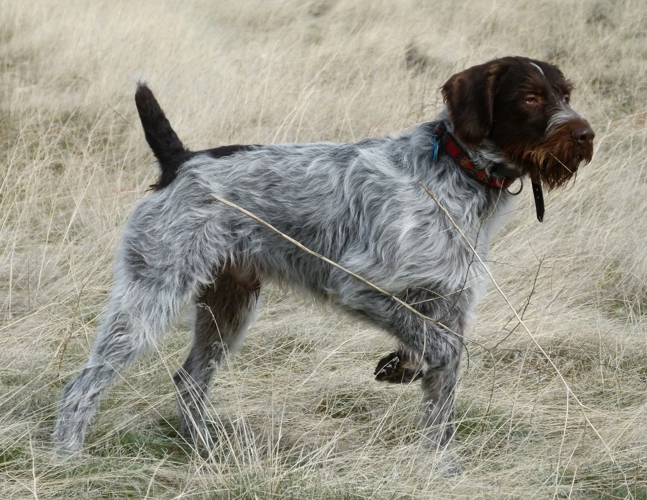 When Can You Start Training A Gun Dog