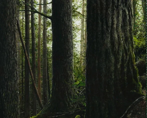 Grant Nimmo — Daine Singer