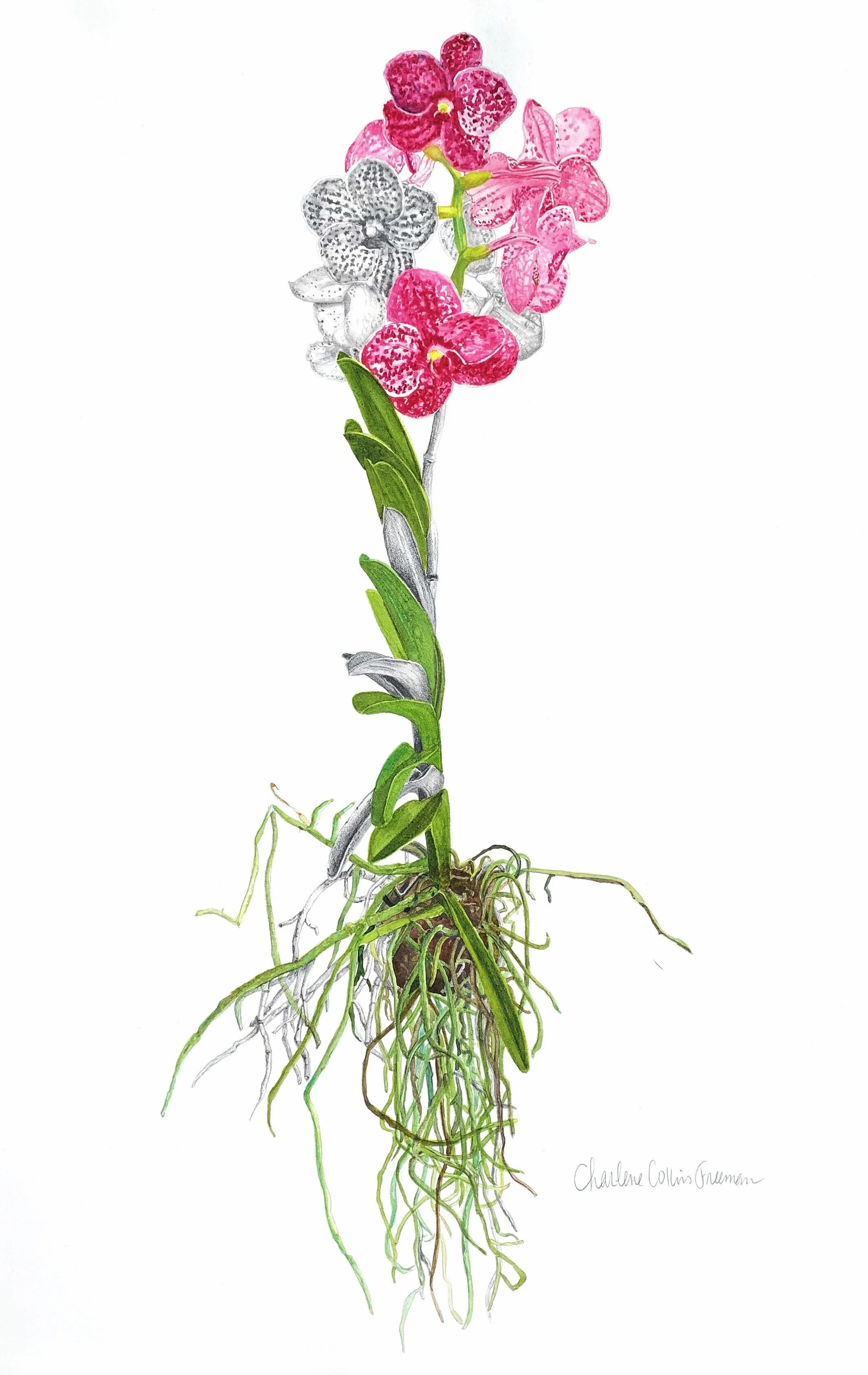 Gallery — Charlene Collins Freeman Art