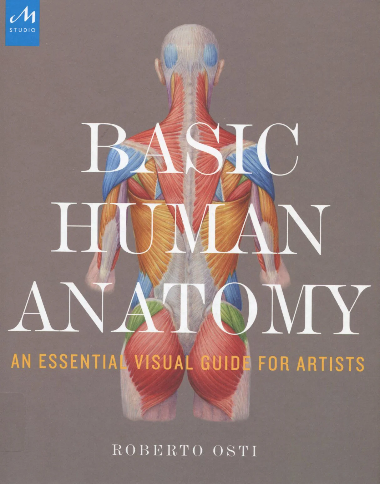 Basic Human Anatomy — Art & Animation