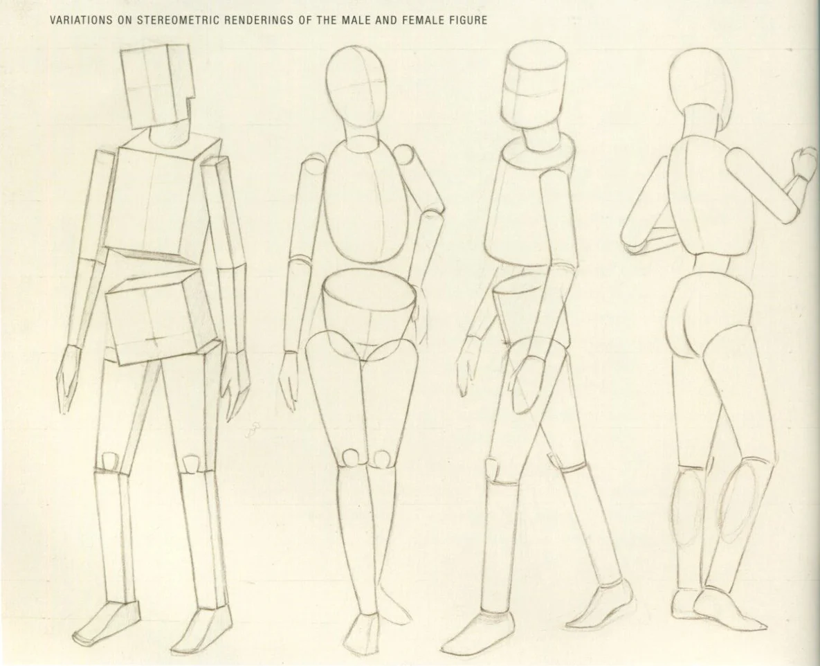 Basic Human Anatomy Alex Escobar Art Animation Basic Human Anatomy Alex Escobar Art Animation