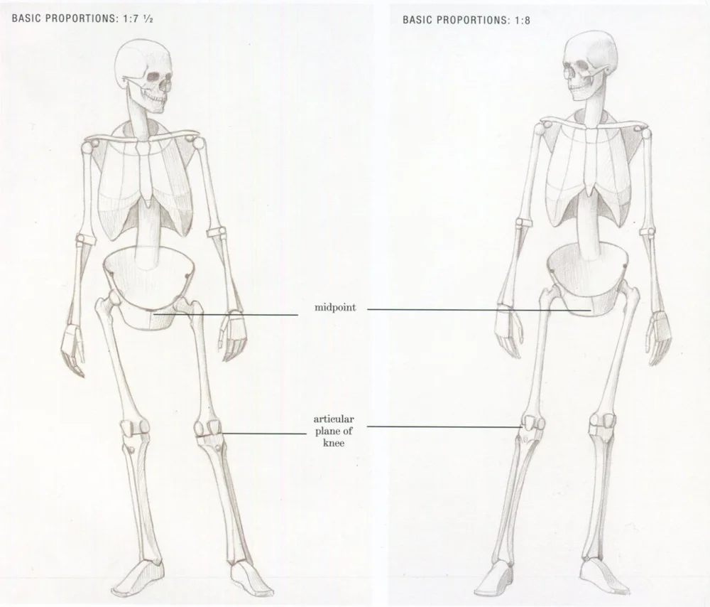 The Structural Skeleton — Art & Animation