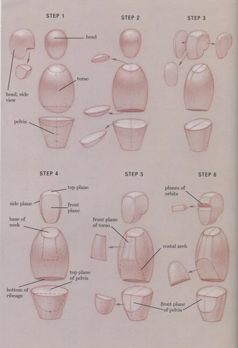 The Structural Skeleton — Art & Animation