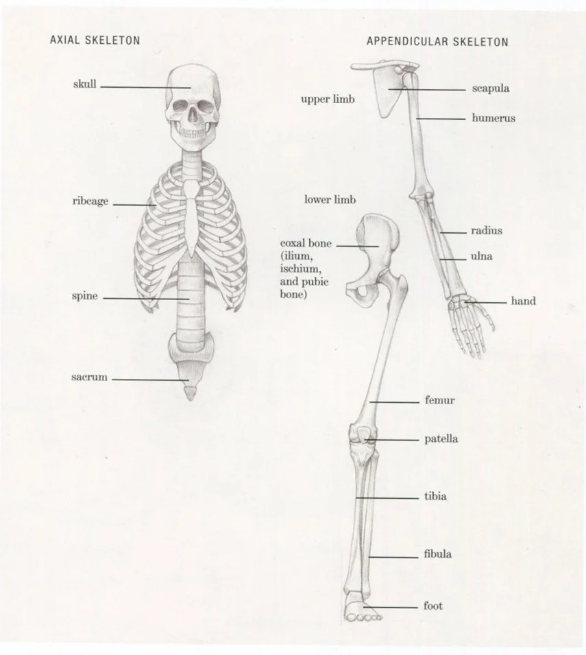 Landmarks of the Skeleton — Art & Animation