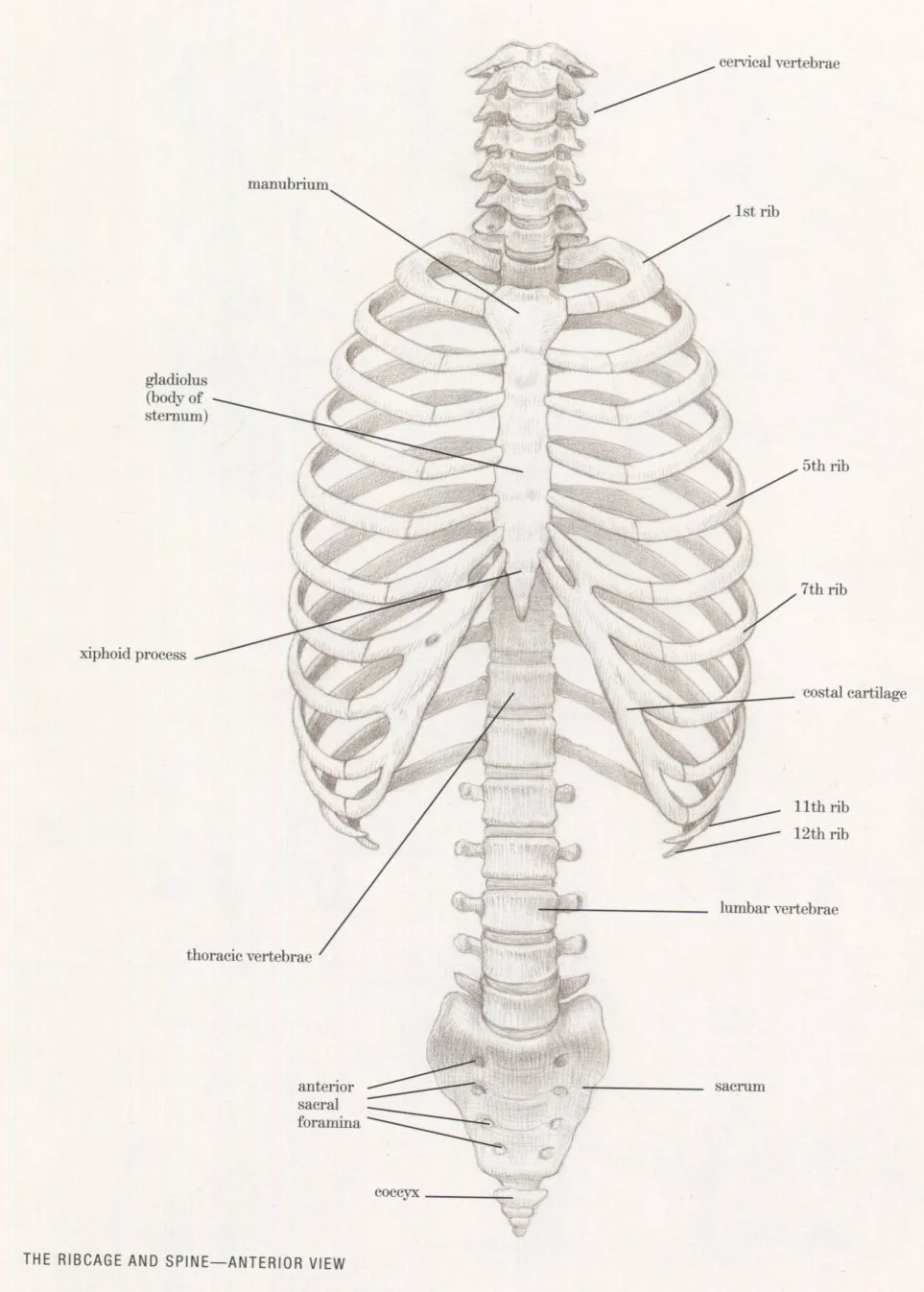 Landmarks of the Skeleton — Alex Escobar | Art & Animation